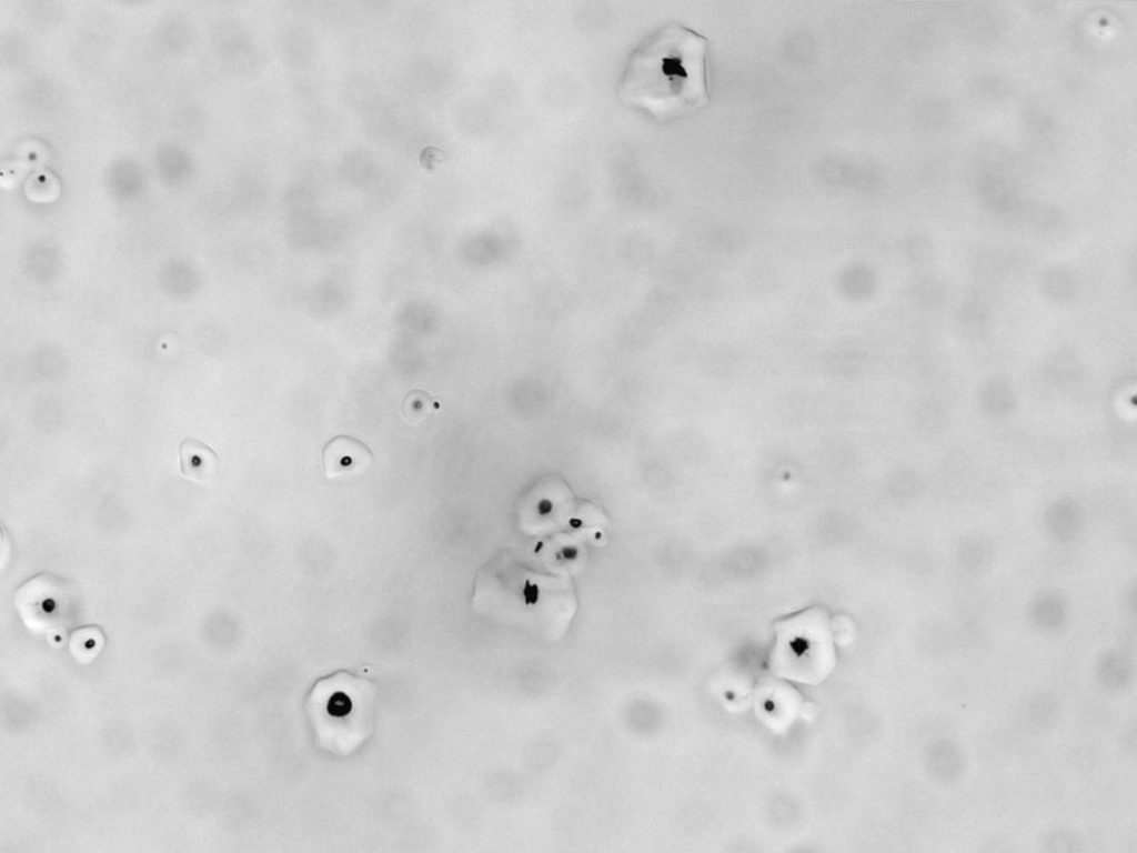 Corn Starch Analysis with IPVPClass
